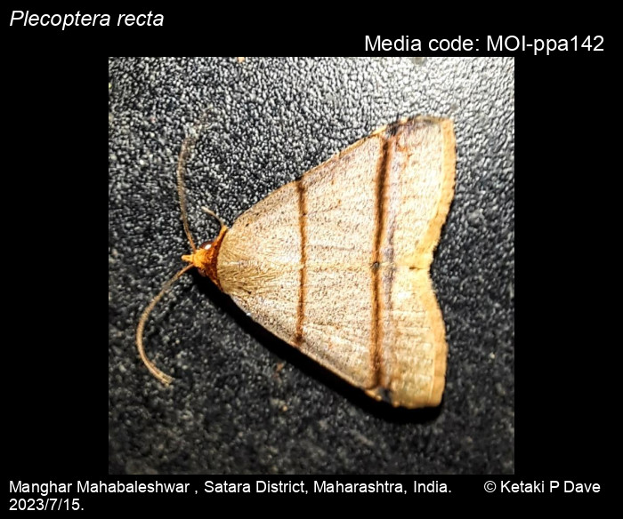 Plecoptera recta (Pagenstecher, 1886) - | Moths